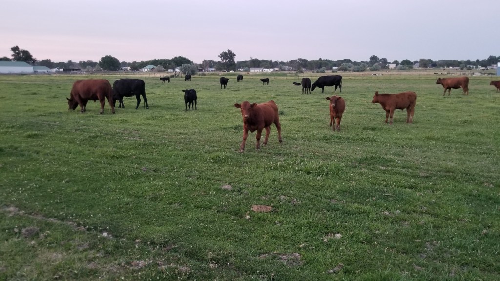 Agrarian Harvest – Wholesome, Organic, Experience. Our small farm, food ...