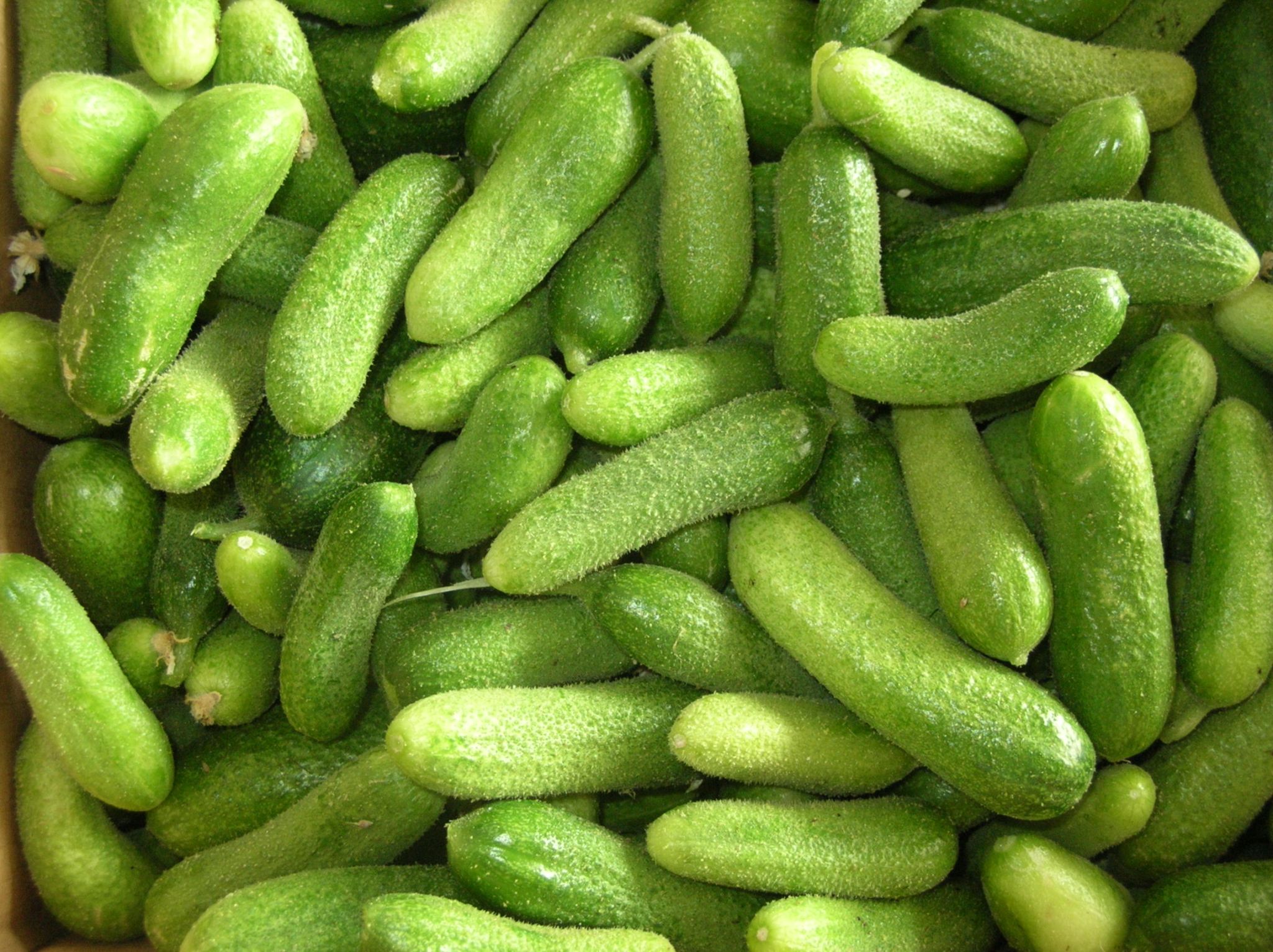 Agrarian Harvest – Wholesome, Organic, Experience. Our small farm, food ...