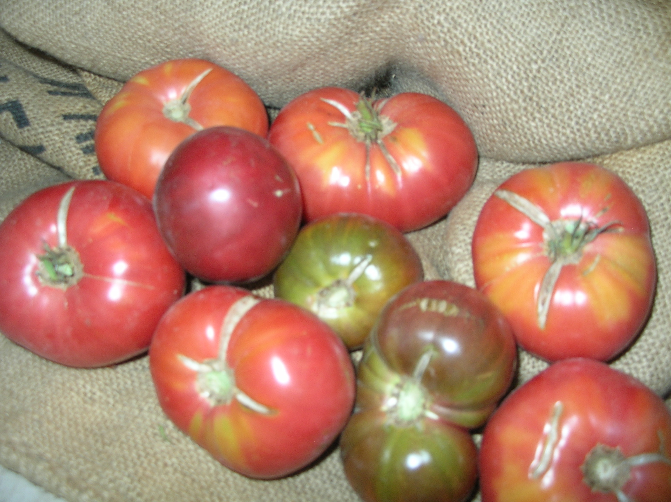 Agrarian Harvest – Wholesome, Organic, Experience. Our small farm, food ...